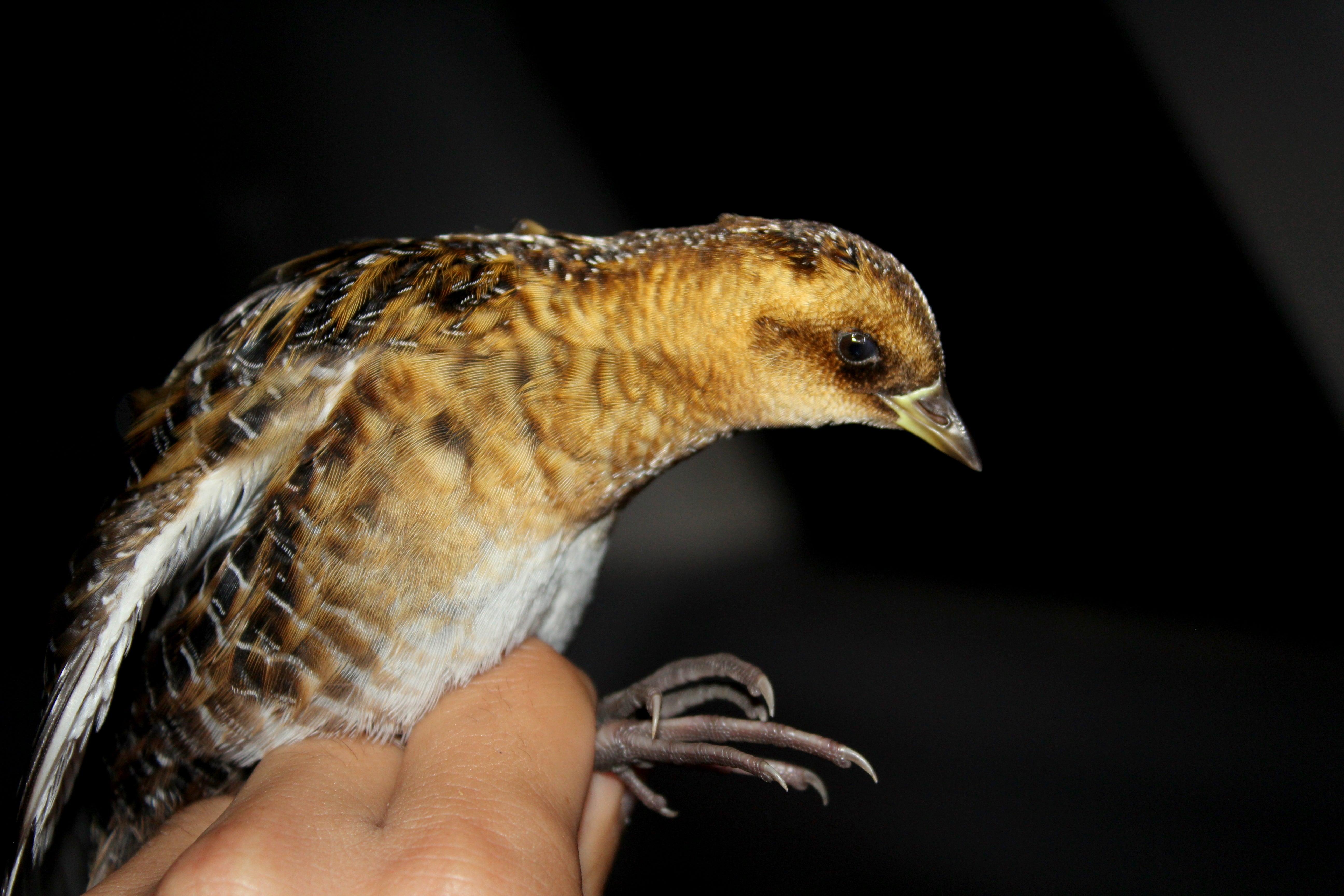 Yellow Rail | Outdoor Alabama